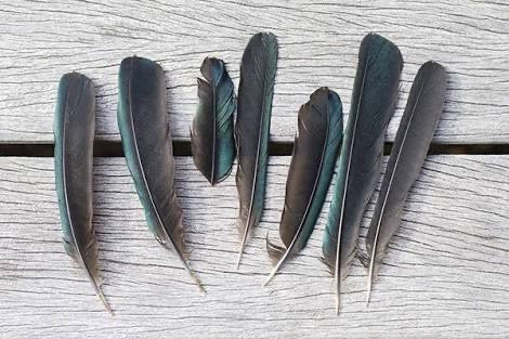 Tui Feather earrings | Julia Huyser Design